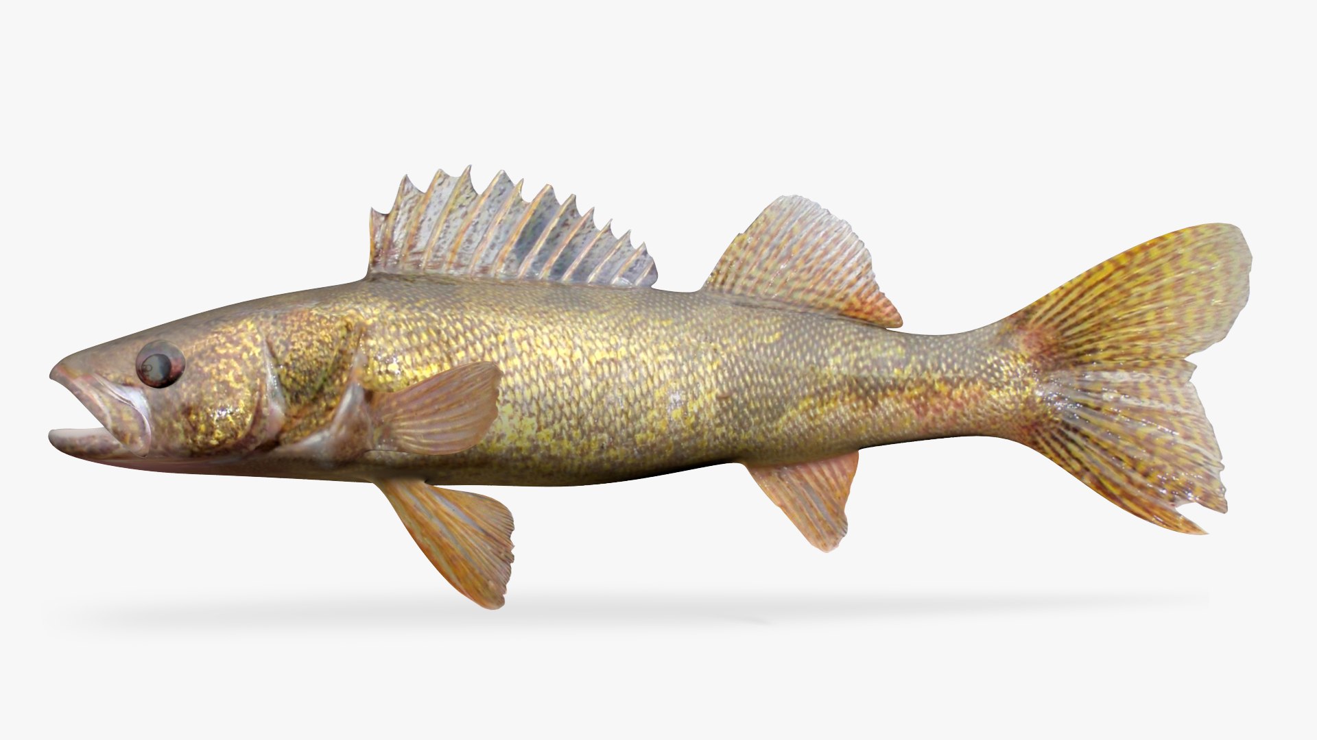 Saugeye 3D Model - TurboSquid 1696498