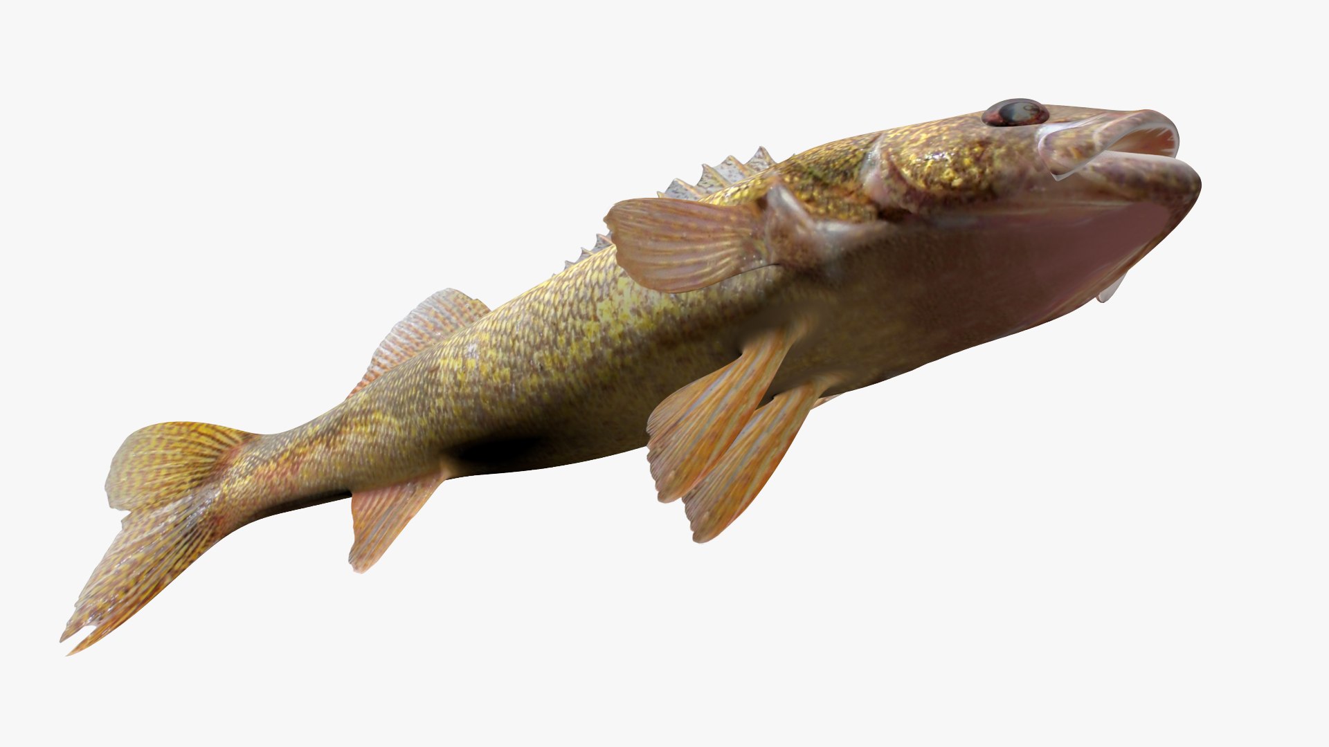 Saugeye 3D Model - TurboSquid 1696498