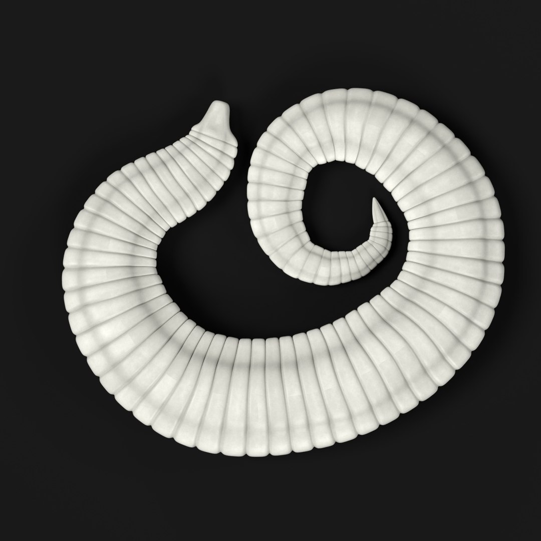 pinworm enterobius vermicularis 3d model