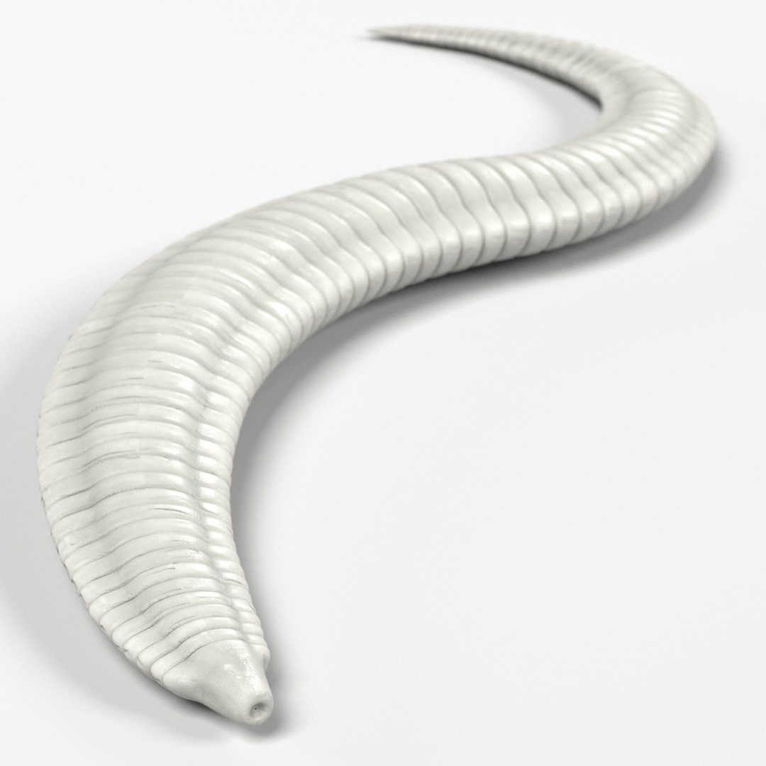 pinworm enterobius vermicularis 3d model