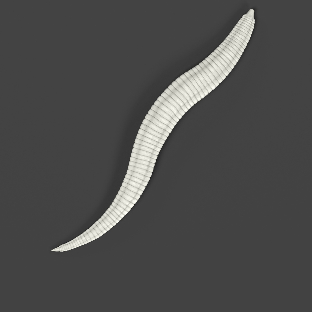 pinworm enterobius vermicularis 3d model