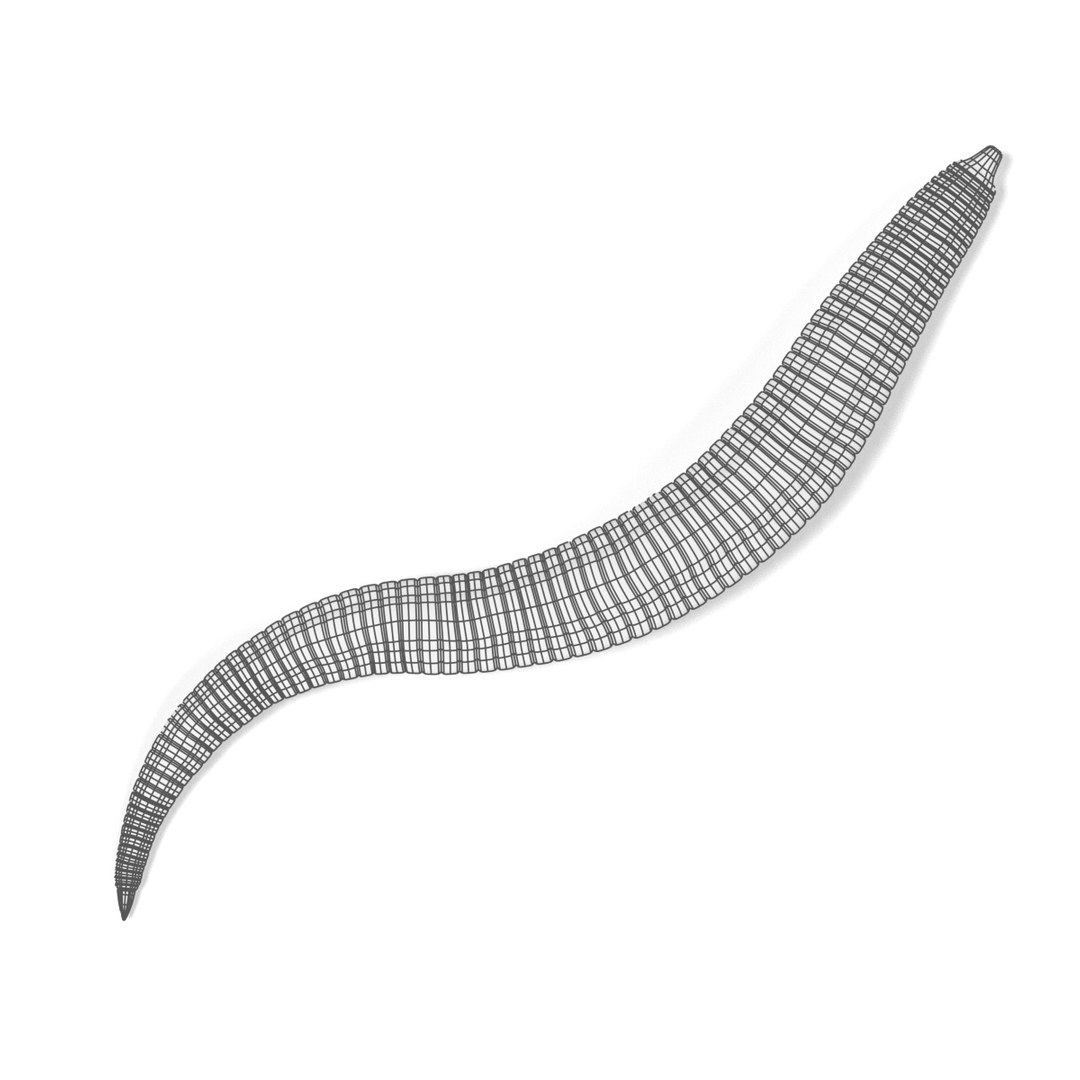 pinworm enterobius vermicularis 3d model