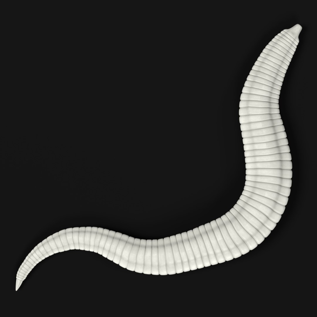 pinworm enterobius vermicularis 3d model