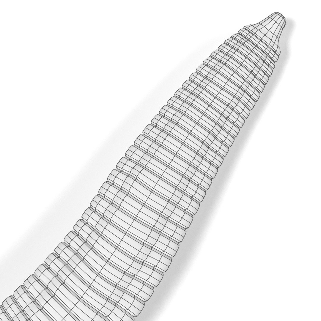 pinworm enterobius vermicularis 3d model