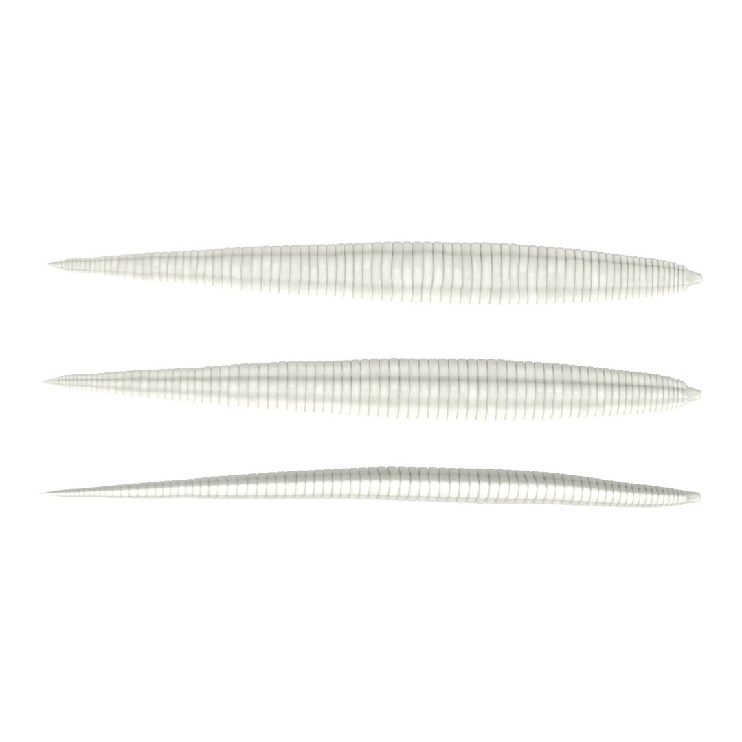 pinworm enterobius vermicularis 3d model