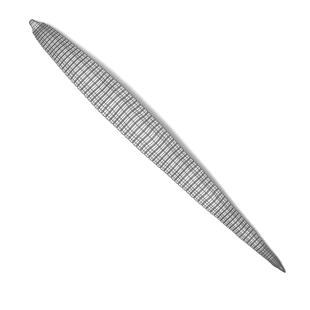 pinworm enterobius vermicularis 3d model