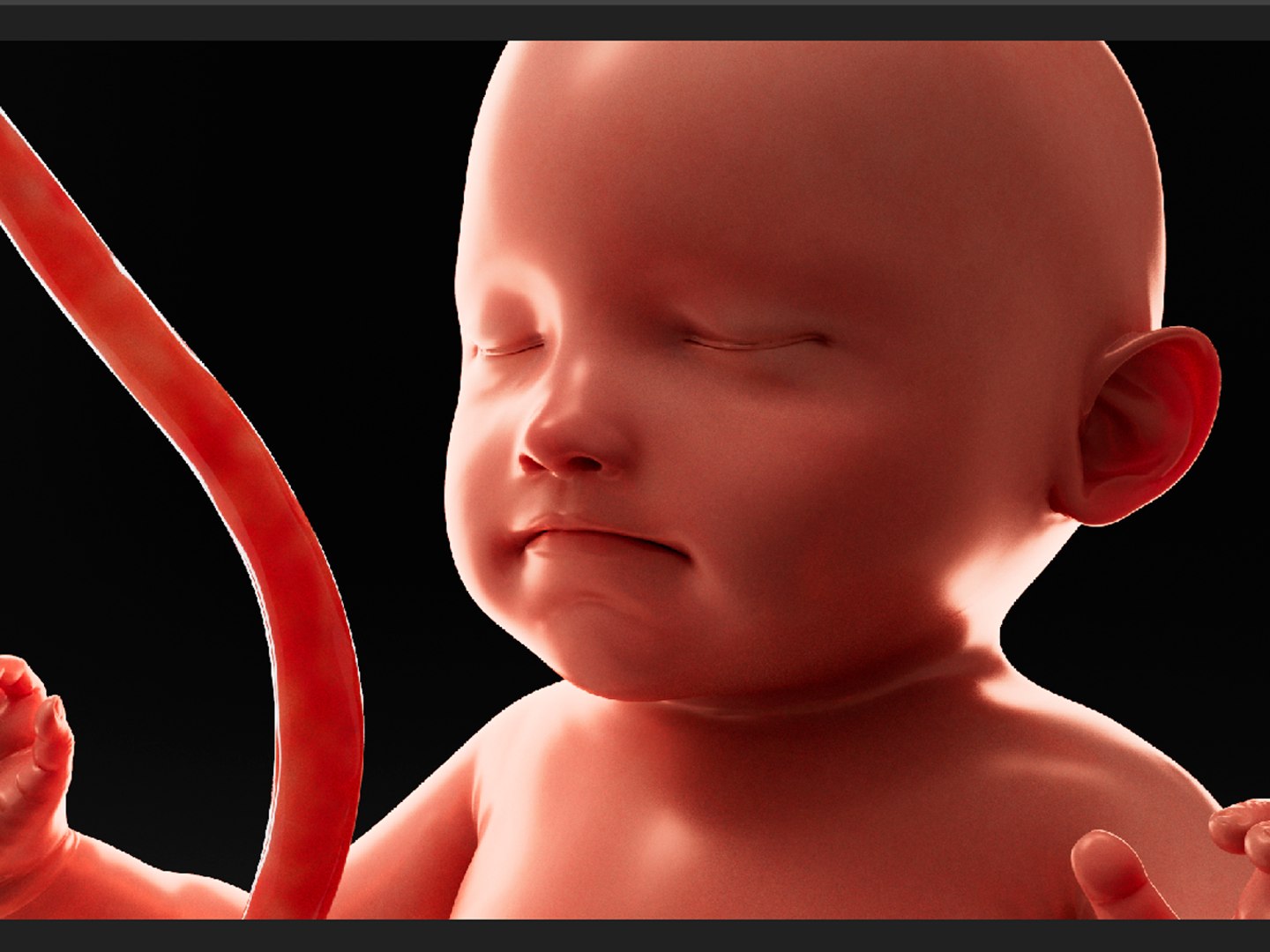 Fetus Human Model - TurboSquid 1251849