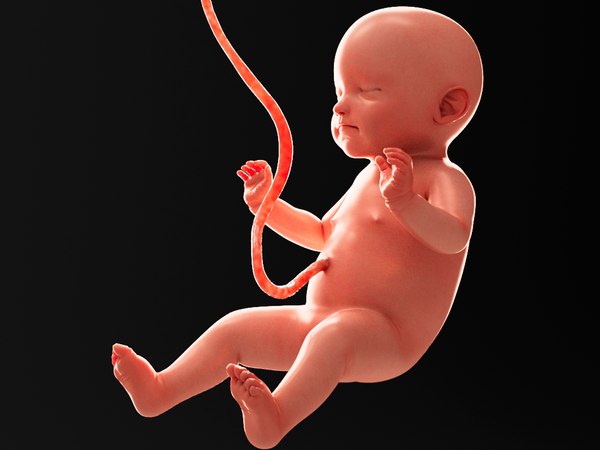 Fetus baby 3D model - TurboSquid 1295097