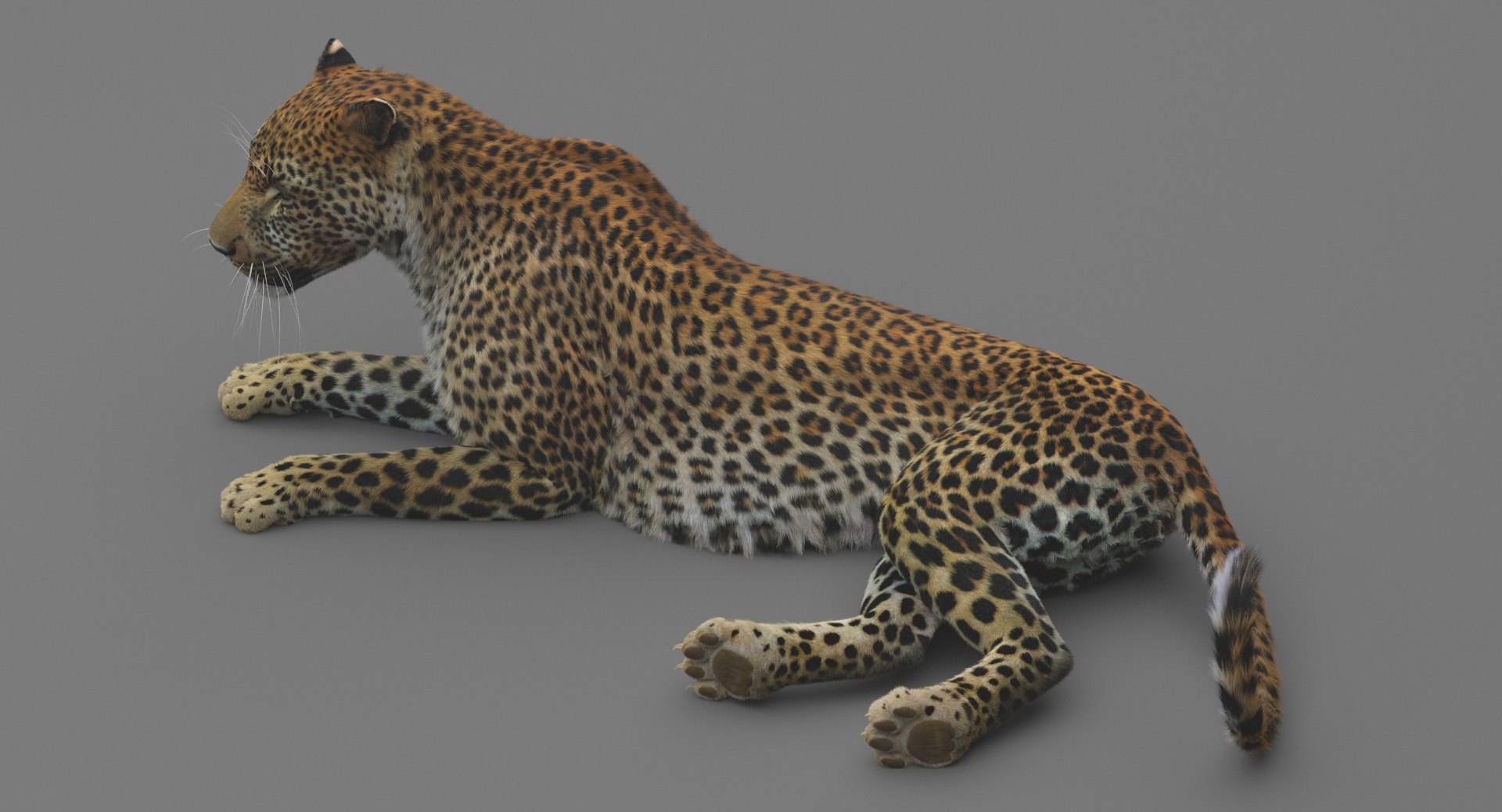 3D Model Leopard Rigged - TurboSquid 1337282