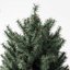 3d max pine tree