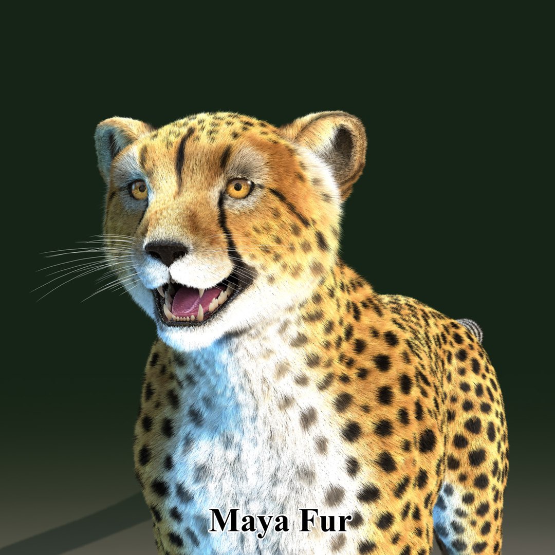 3d Model Cheetah Cat