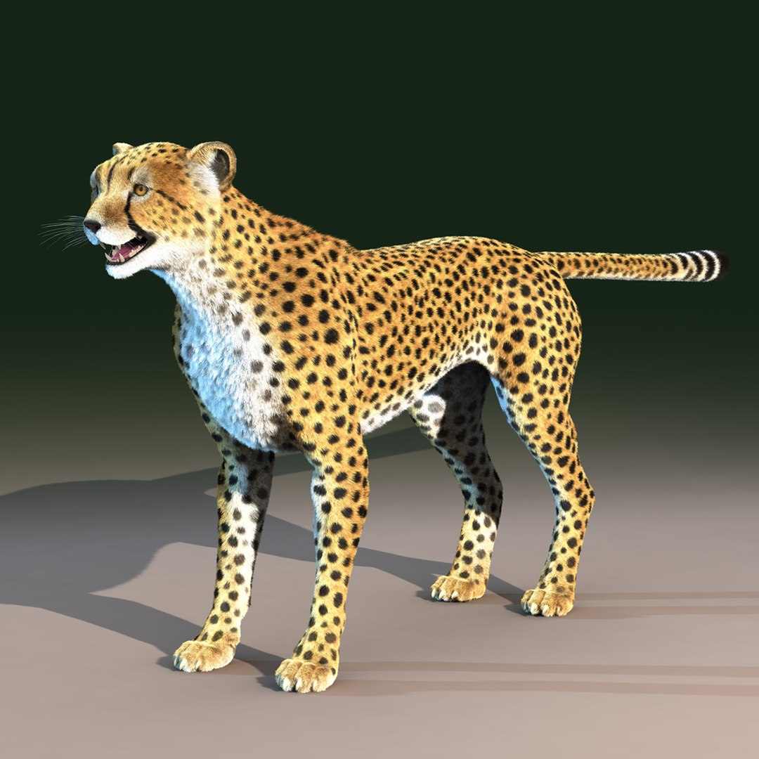 3d Model Cheetah Cat