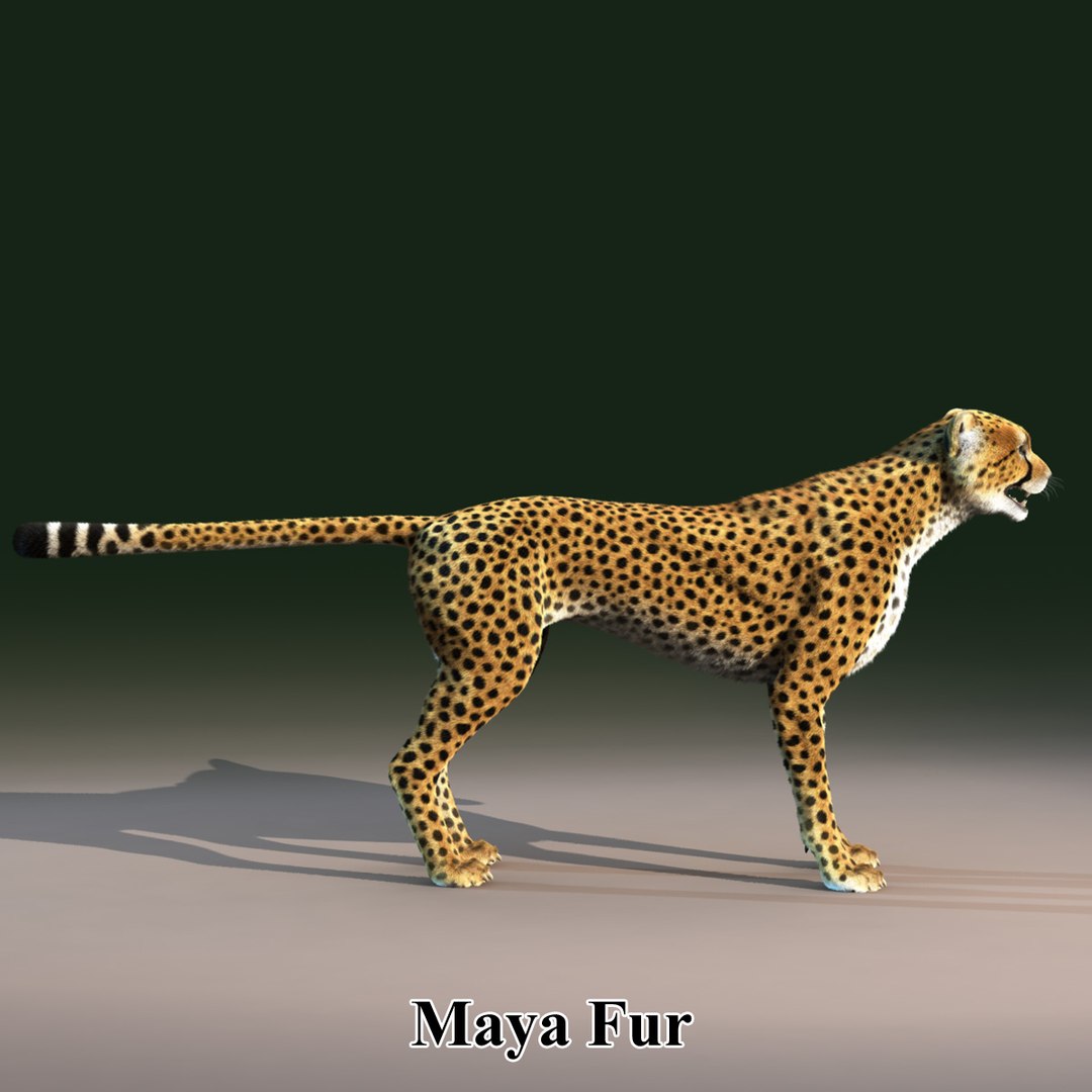 3d Model Cheetah Cat
