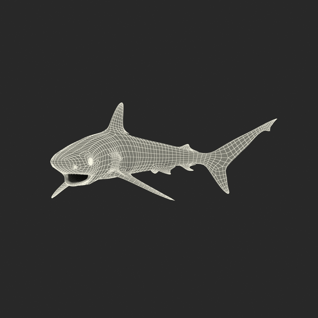 3d Grey Reef Shark Pose