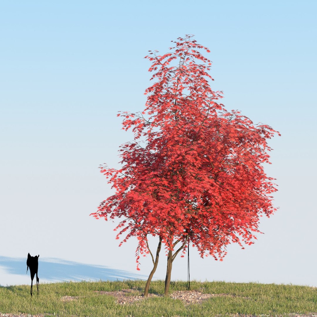 Max Japanese Maple Tree