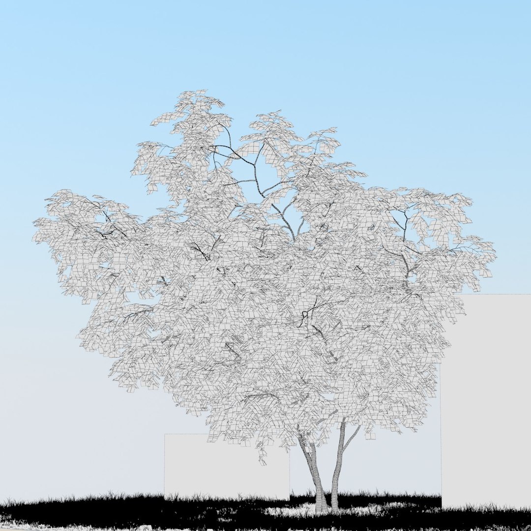 Max Japanese Maple Tree