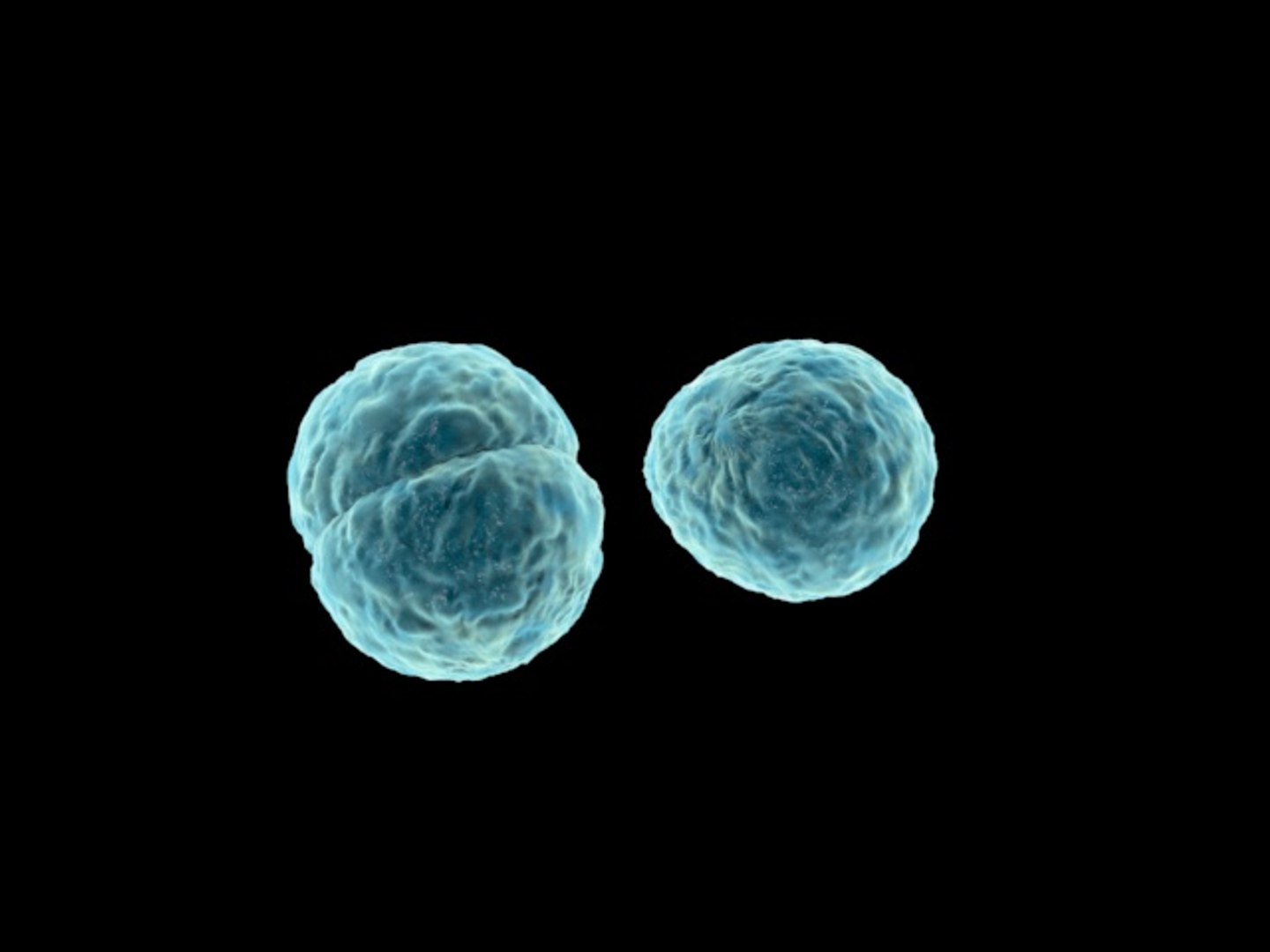 Staphylococcus Bacteria Colony 3d Model