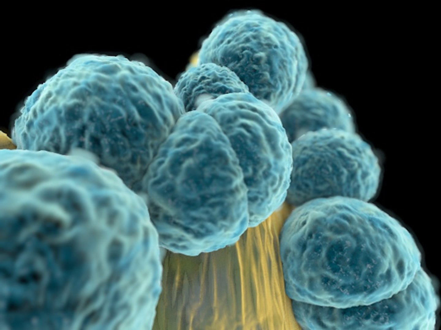 Staphylococcus Bacteria Colony 3d Model