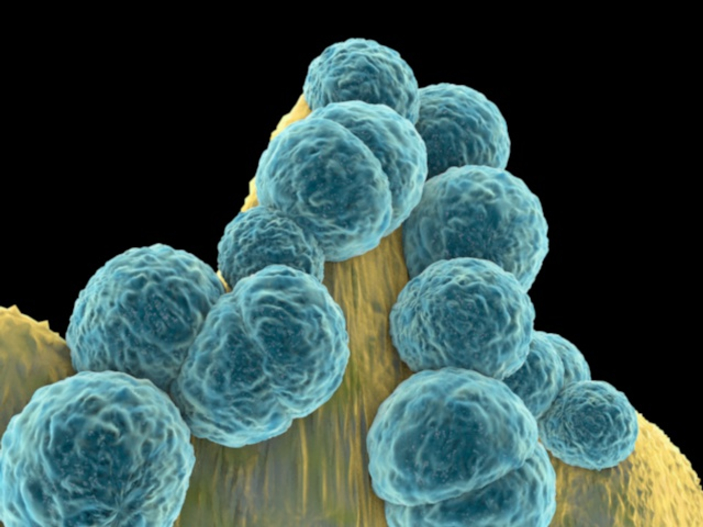Staphylococcus Bacteria Colony 3d Model