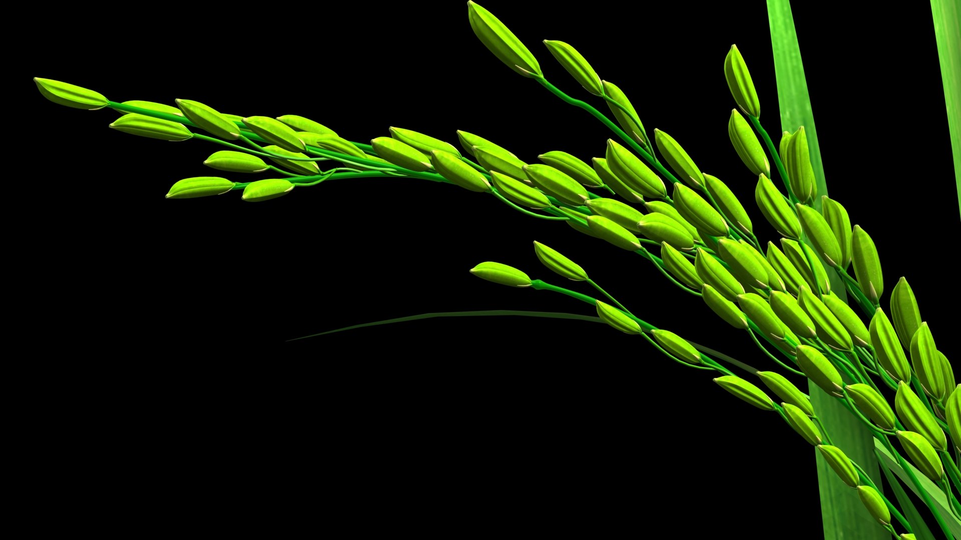 PADDY PLANT OPTION 7 FINAL 3D Model - TurboSquid 1855407