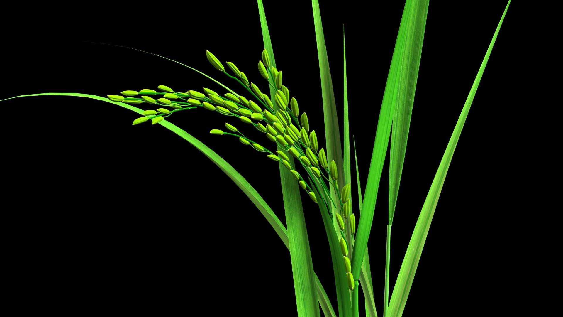 PADDY PLANT OPTION 7 FINAL 3D Model - TurboSquid 1855407