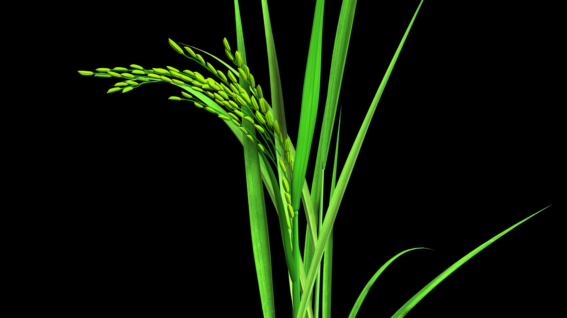 PADDY PLANT OPTION 7 FINAL 3D Model - TurboSquid 1855407