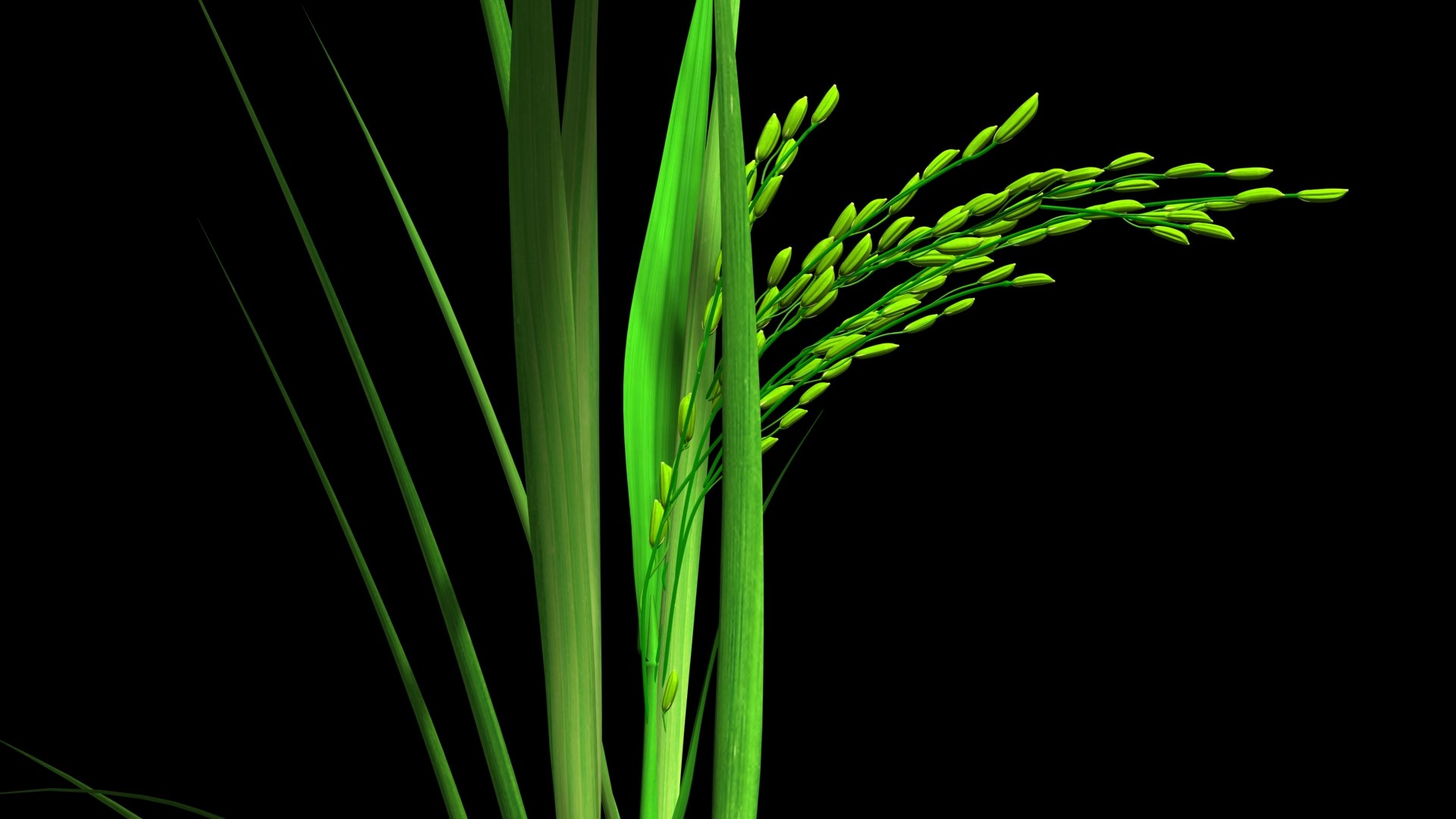 PADDY PLANT OPTION 7 FINAL 3D Model - TurboSquid 1855407