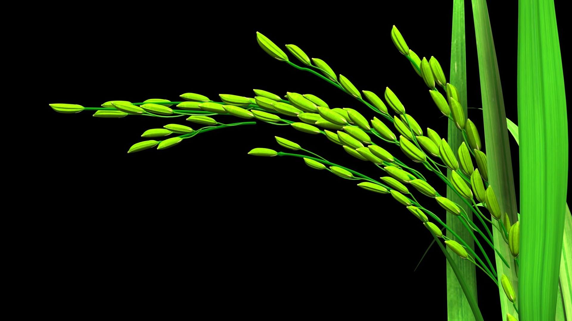 PADDY PLANT OPTION 7 FINAL 3D Model - TurboSquid 1855407