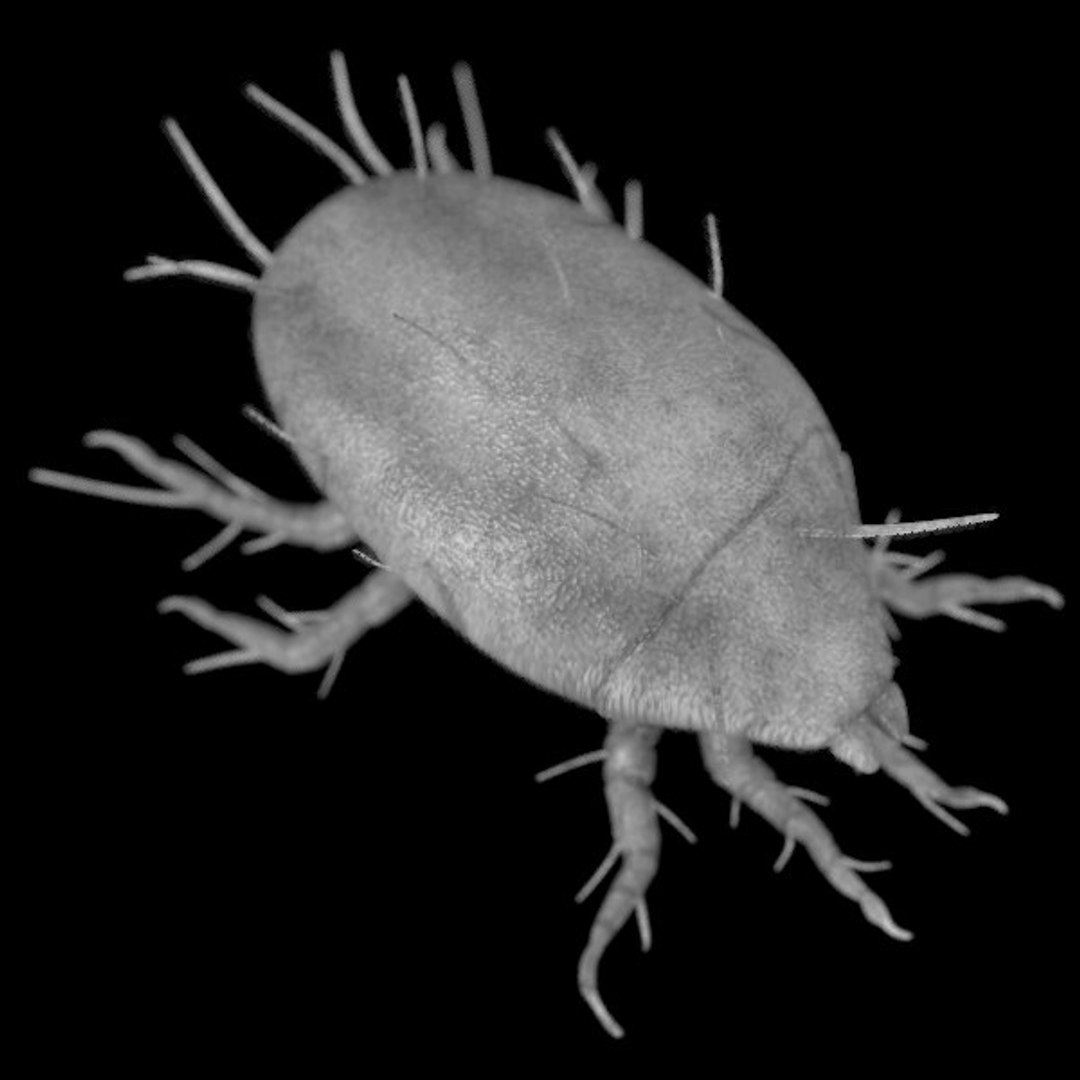 Tyrophagus Putrescentiae 3d 3ds