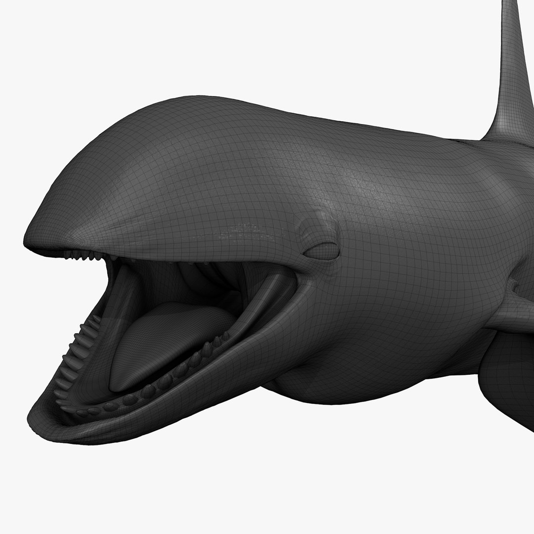 3d Model Killer Whale