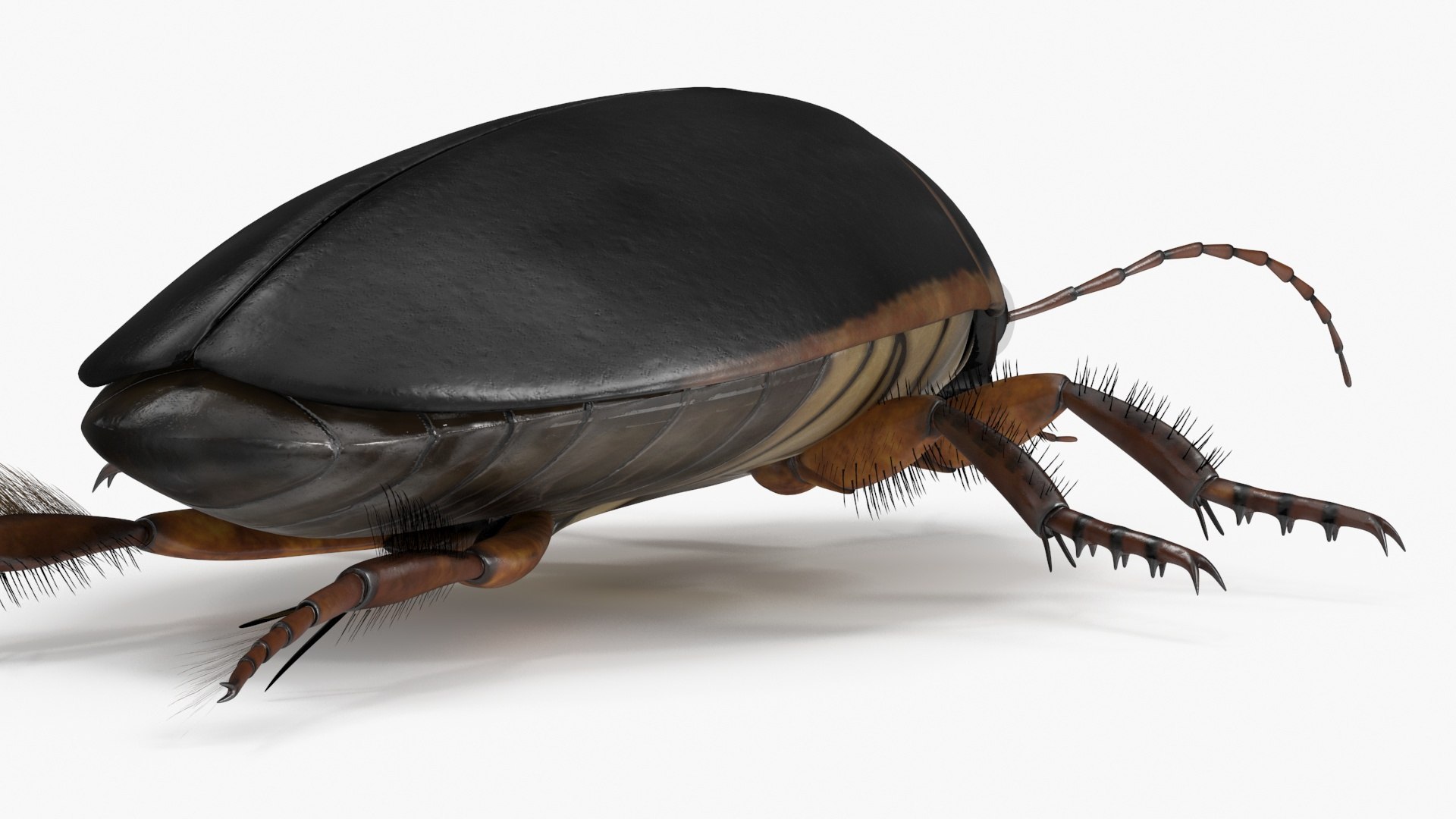 Squeak Beetle Black Realistic Model - TurboSquid 2243038