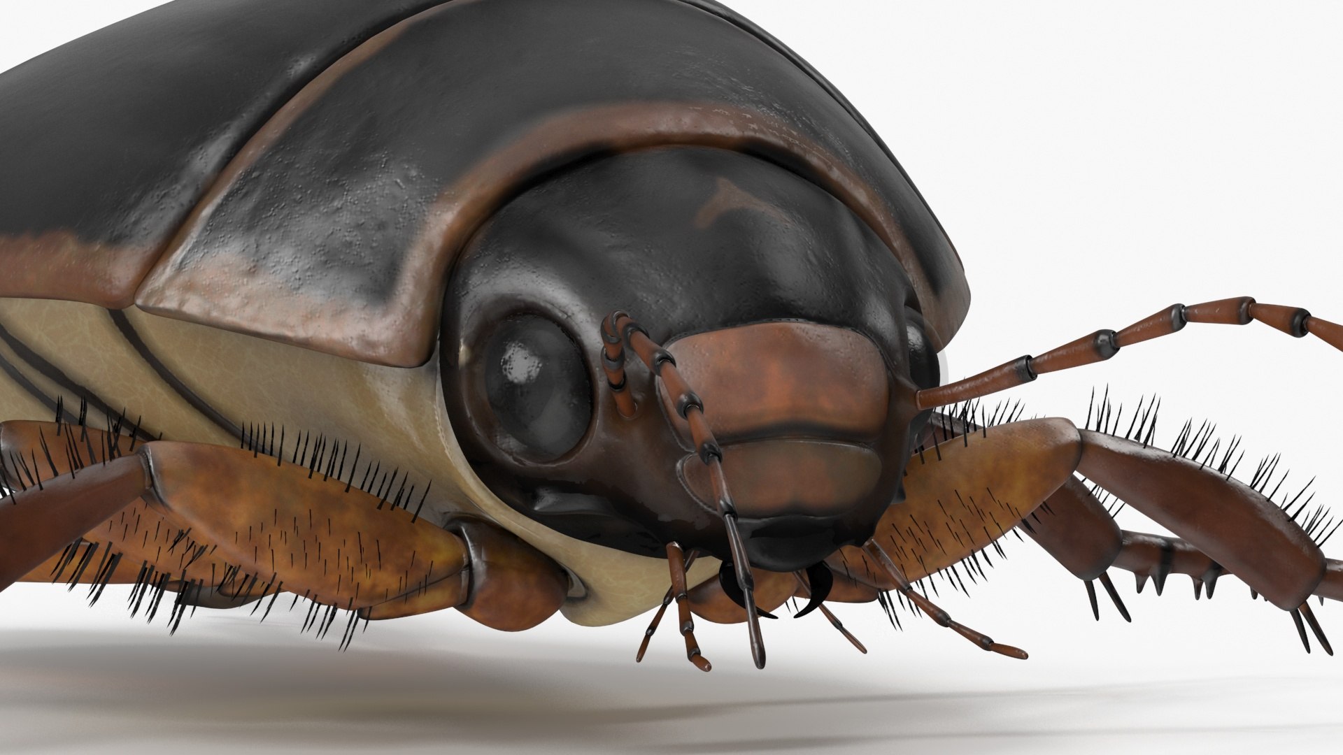 Squeak Beetle Black Realistic Model - TurboSquid 2243038