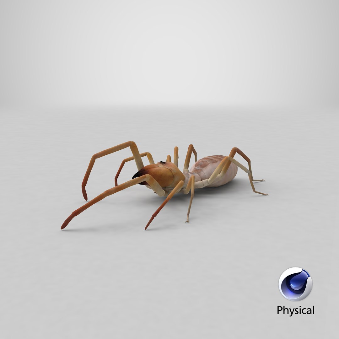 Sun Spider 3D Model - TurboSquid 1195516