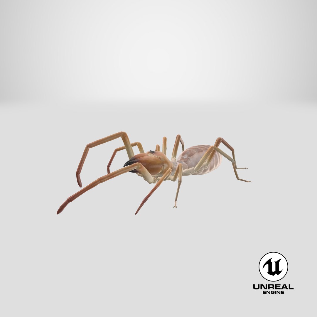 Sun spider 3D model - TurboSquid 1195516