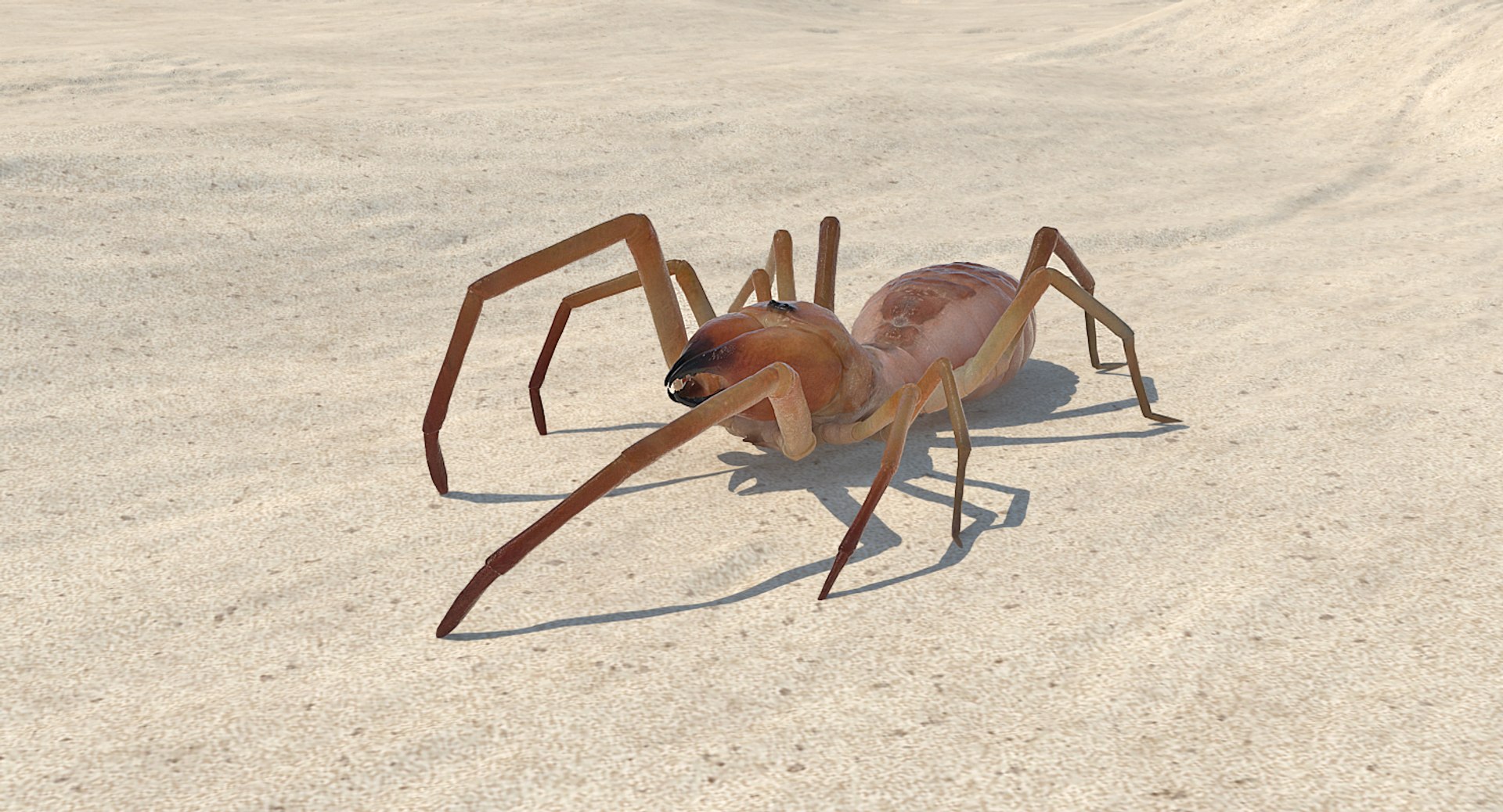 Sun Spider 3D Model - TurboSquid 1195516