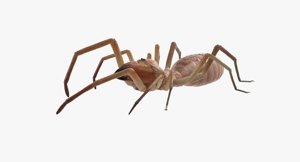 Sun spider 3D model - TurboSquid 1195516