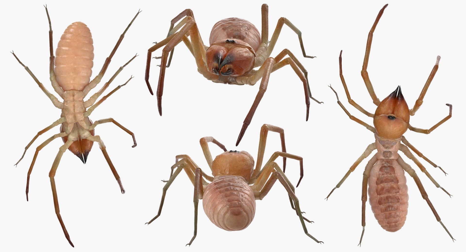 Sun Spider 3D Model - TurboSquid 1195516