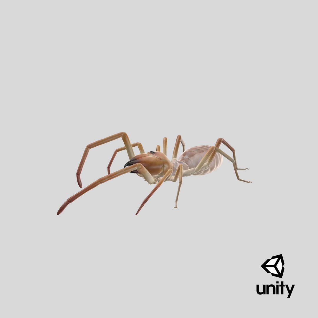 Sun spider 3D model - TurboSquid 1195516