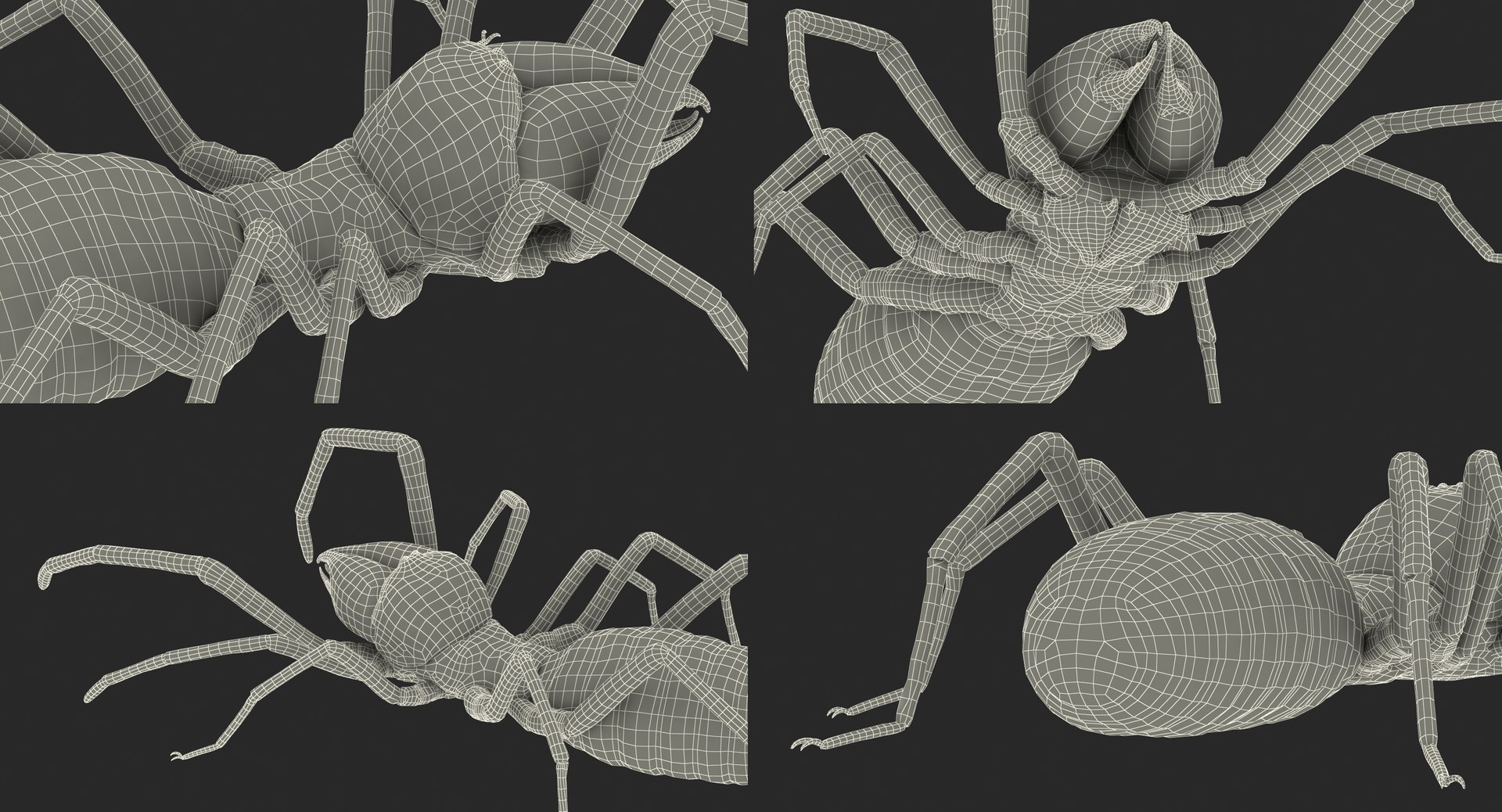 Sun Spider 3D Model - TurboSquid 1195516