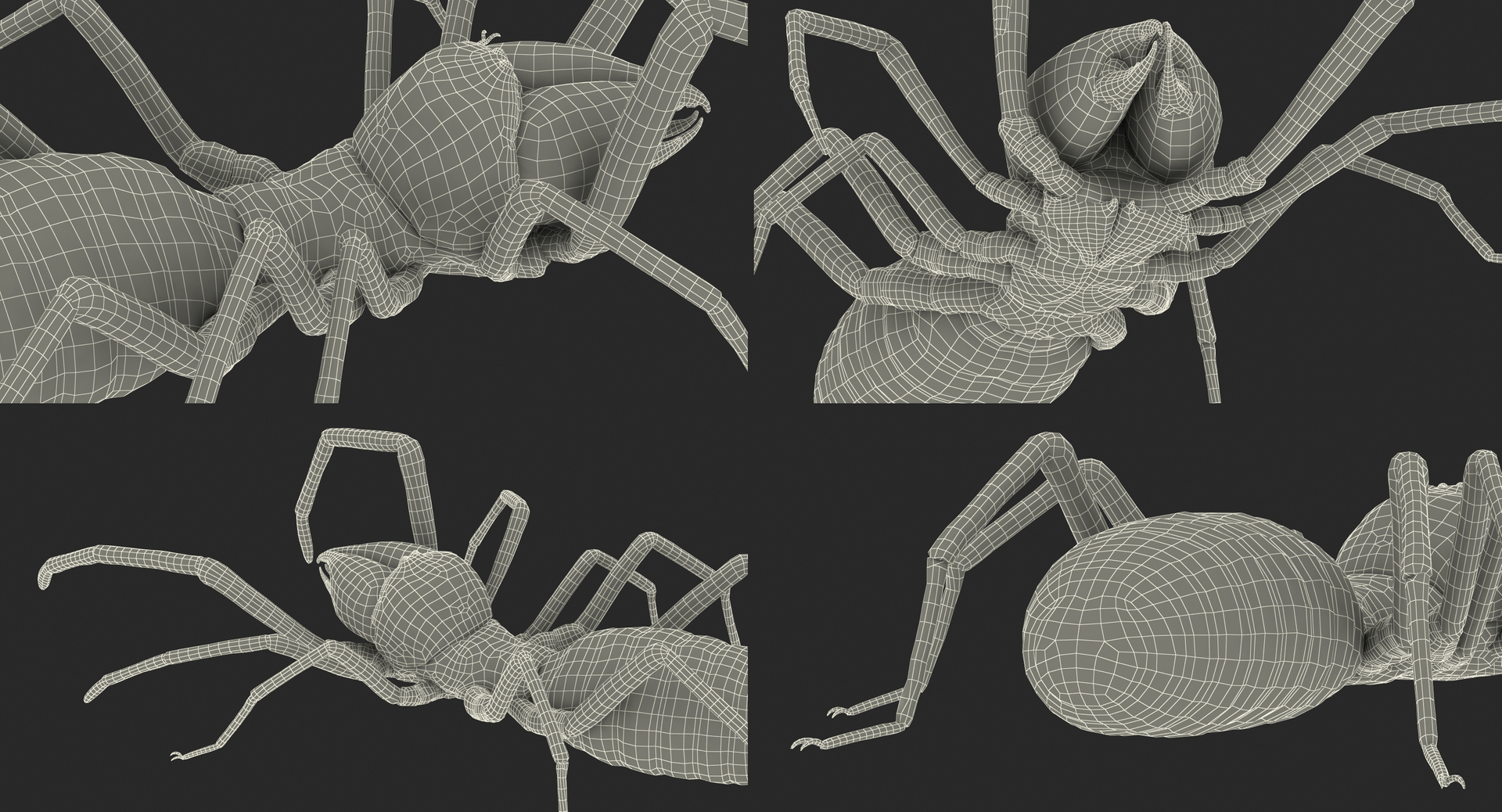 Sun spider 3D model - TurboSquid 1195516