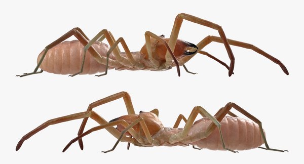 Sun spider 3D model - TurboSquid 1195516