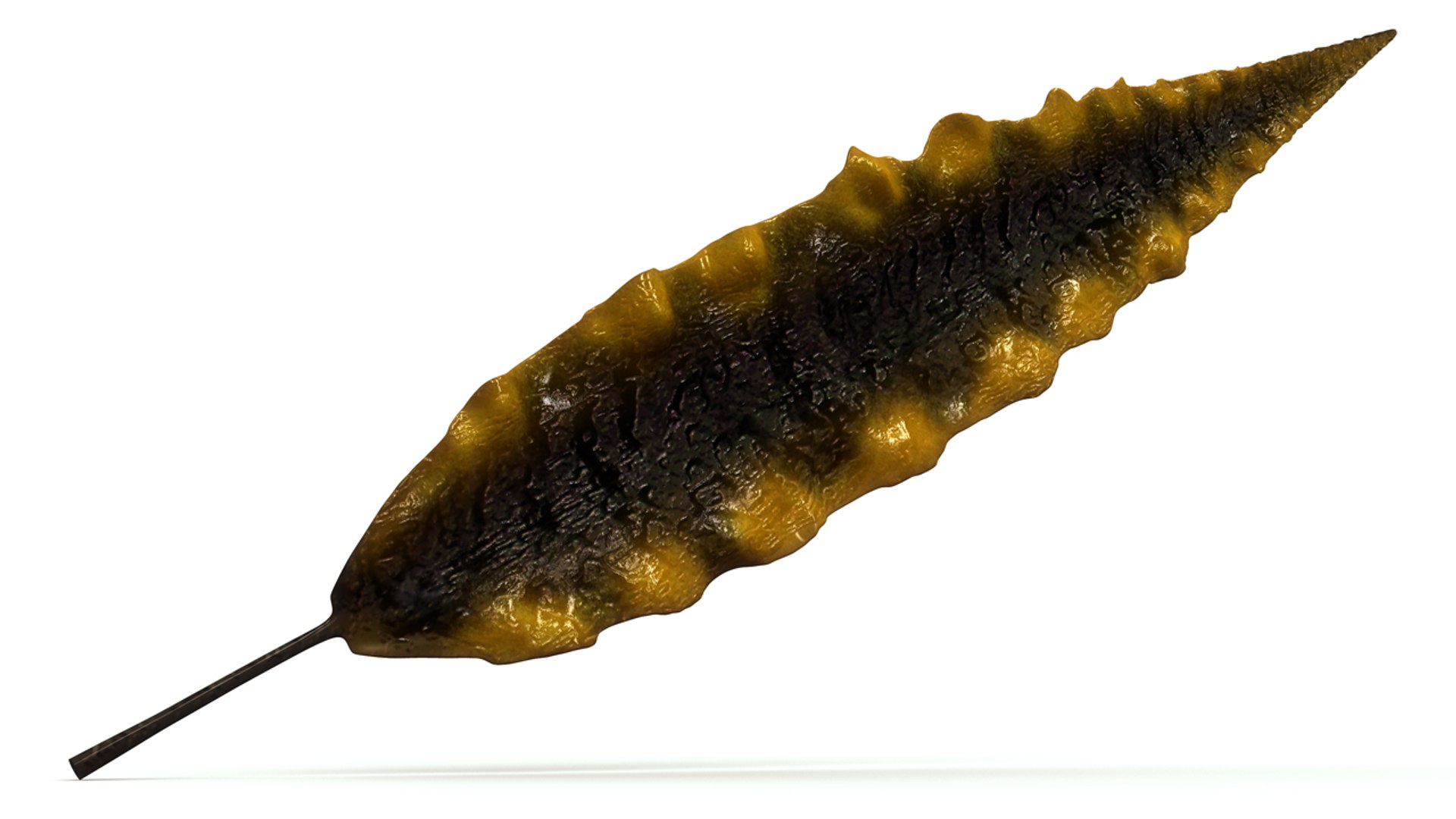 Laminaria Brown Algae Obj