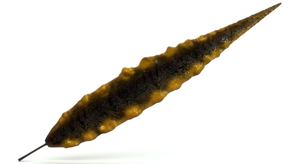 3D Algae Models | TurboSquid