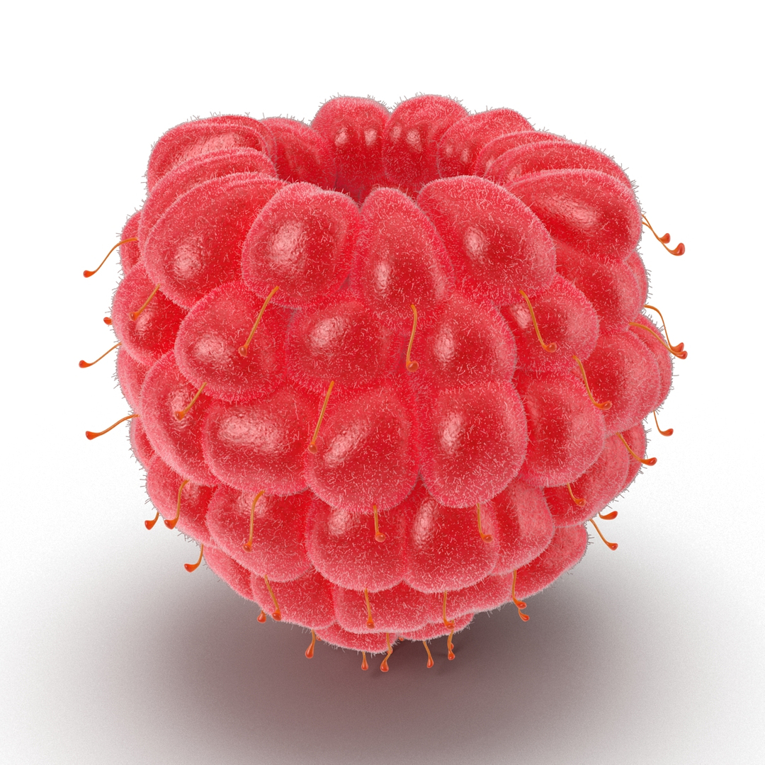 Red Raspberry Fur Modeled 3d Max