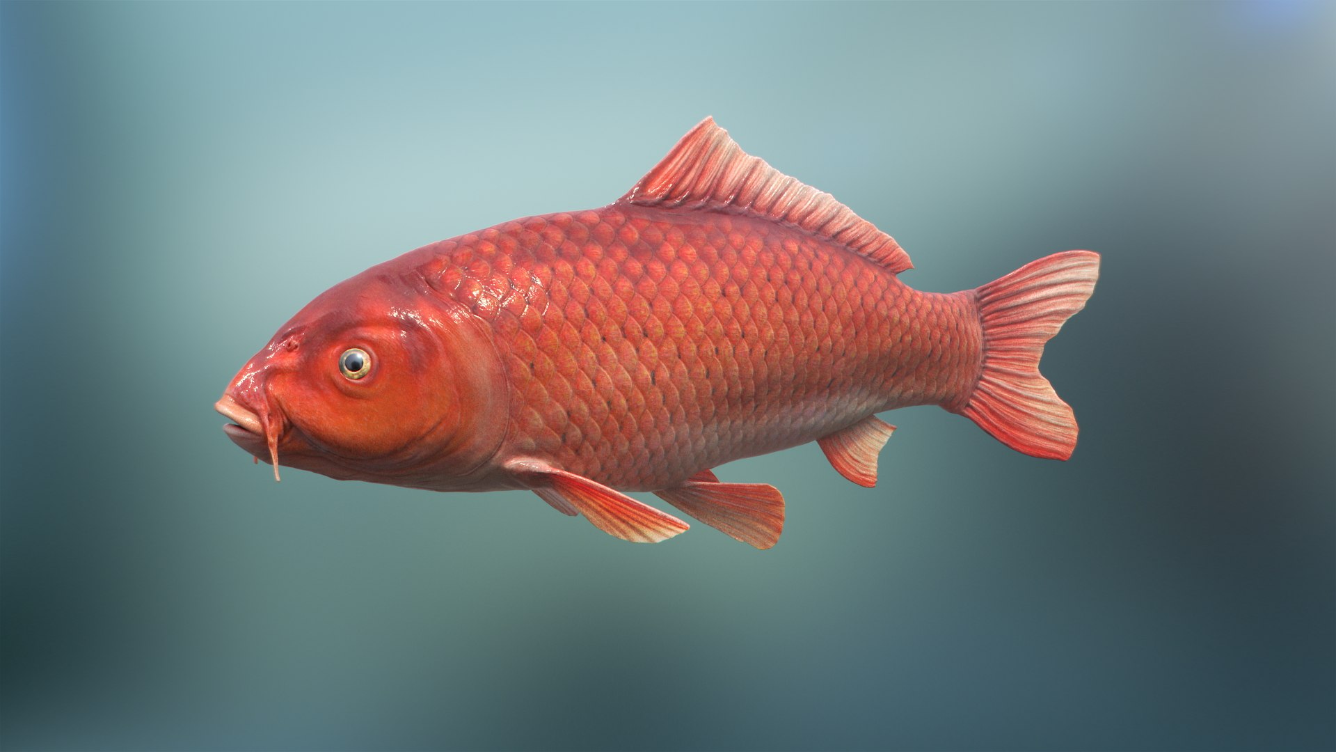 red koi carp