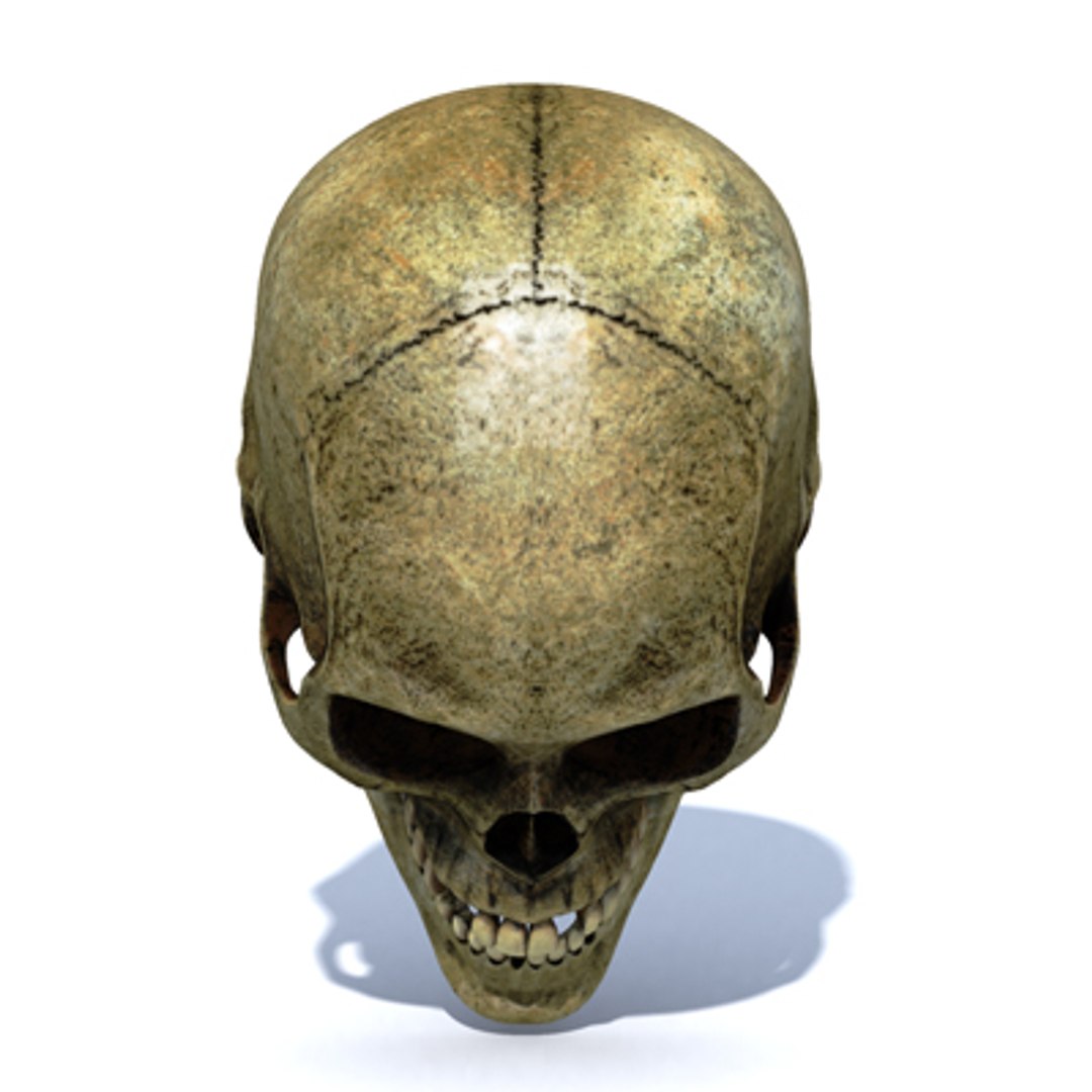3ds Max Decayed Skull