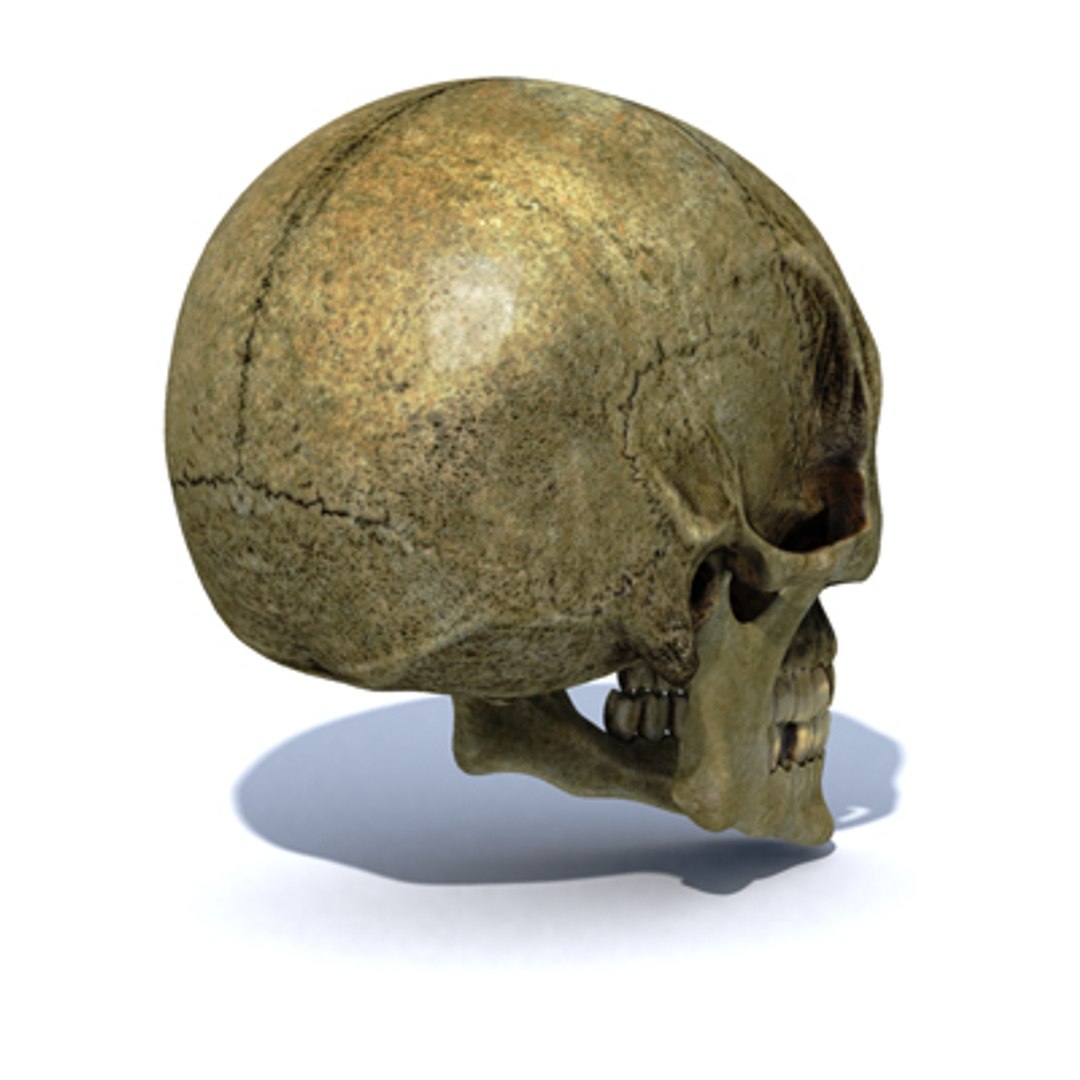 3ds Max Decayed Skull