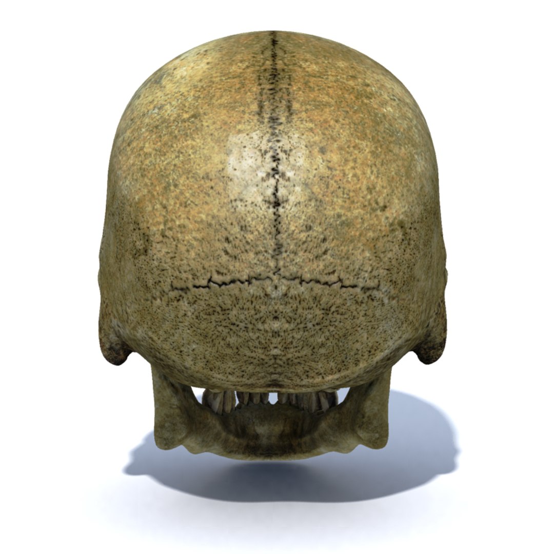 3ds Max Decayed Skull