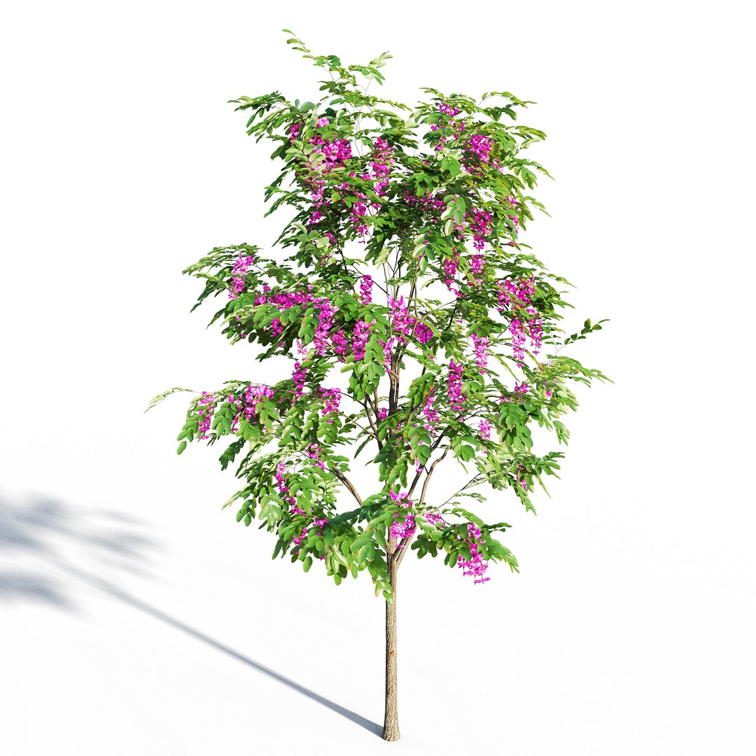 Purple Robe Locust 3D Model - TurboSquid 1569290