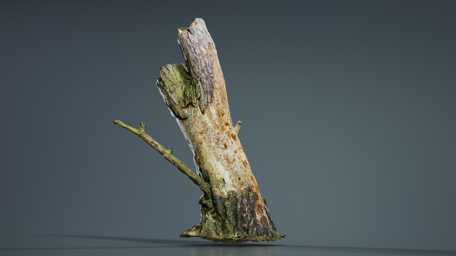 3D Tree Stump With Small Off Shoots Remastered - TurboSquid 2363155